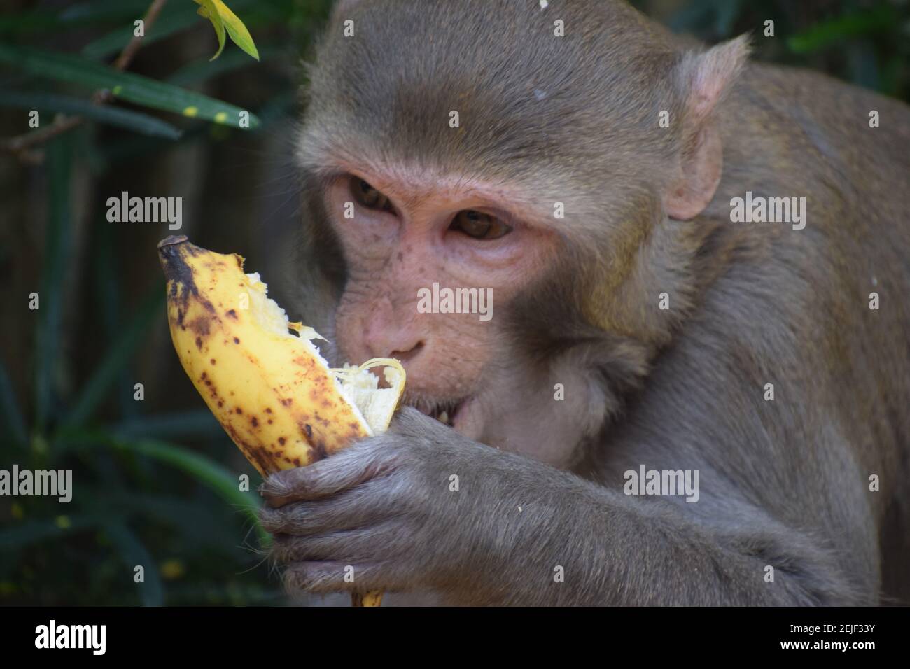 asian macaque monkey in indian rain forest wildlife photography Stock ...