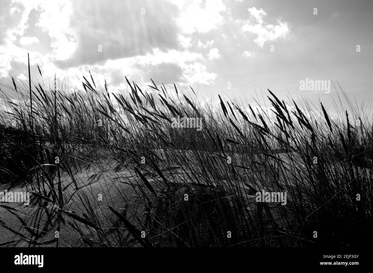 Close up of a tall grass on a beach Stock Photo - Alamy