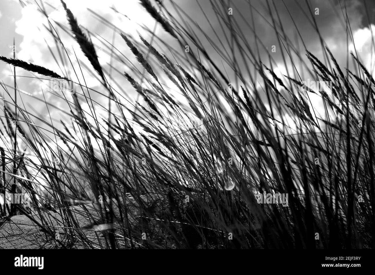 Close up of a tall grass on a beach Stock Photo - Alamy