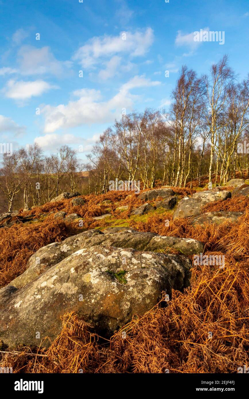 Winter view with rocks and trees at Gardom's Edge near Baslow in the ...