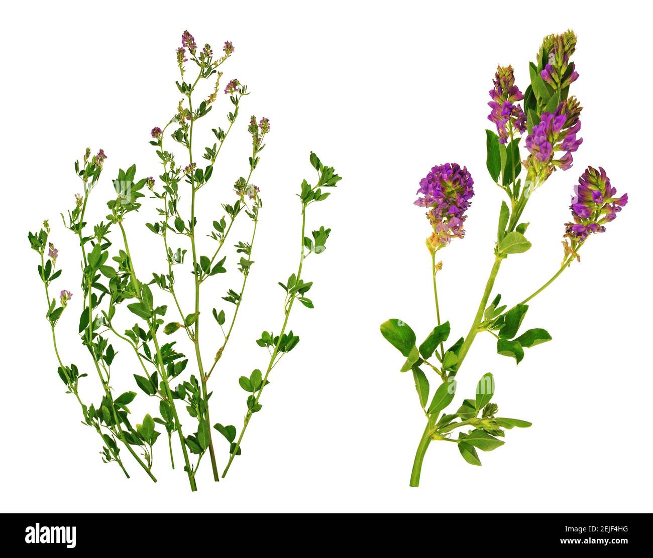 Stem alfalfa plant Cut Out Stock Images & Pictures - Alamy