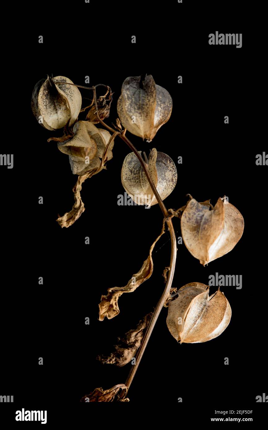 Shoofly plant hi-res stock photography and images - Alamy