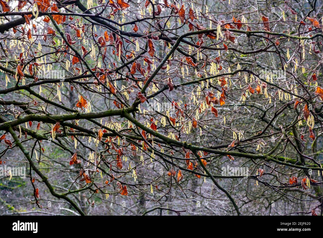 February trees hi-res stock photography and images - Alamy
