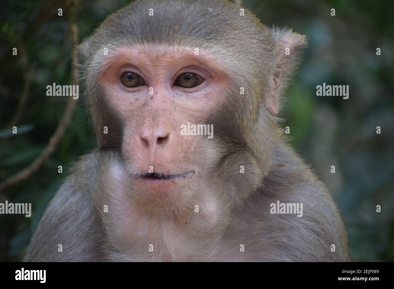 asian macaque monkey in indian rain forest wildlife photography Stock ...