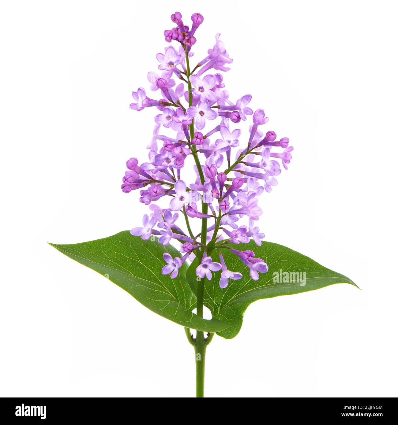 Purple lilac flower isolated on white Stock Photo - Alamy