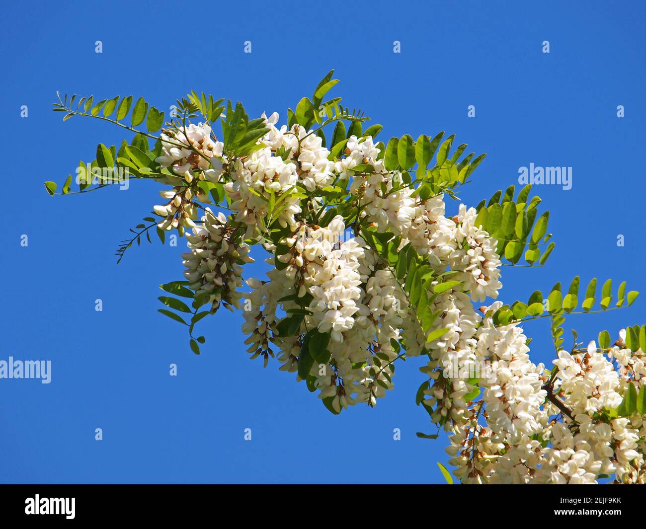 Locust tree blossom, Robinia pseudoacacia Stock Photo - Alamy
