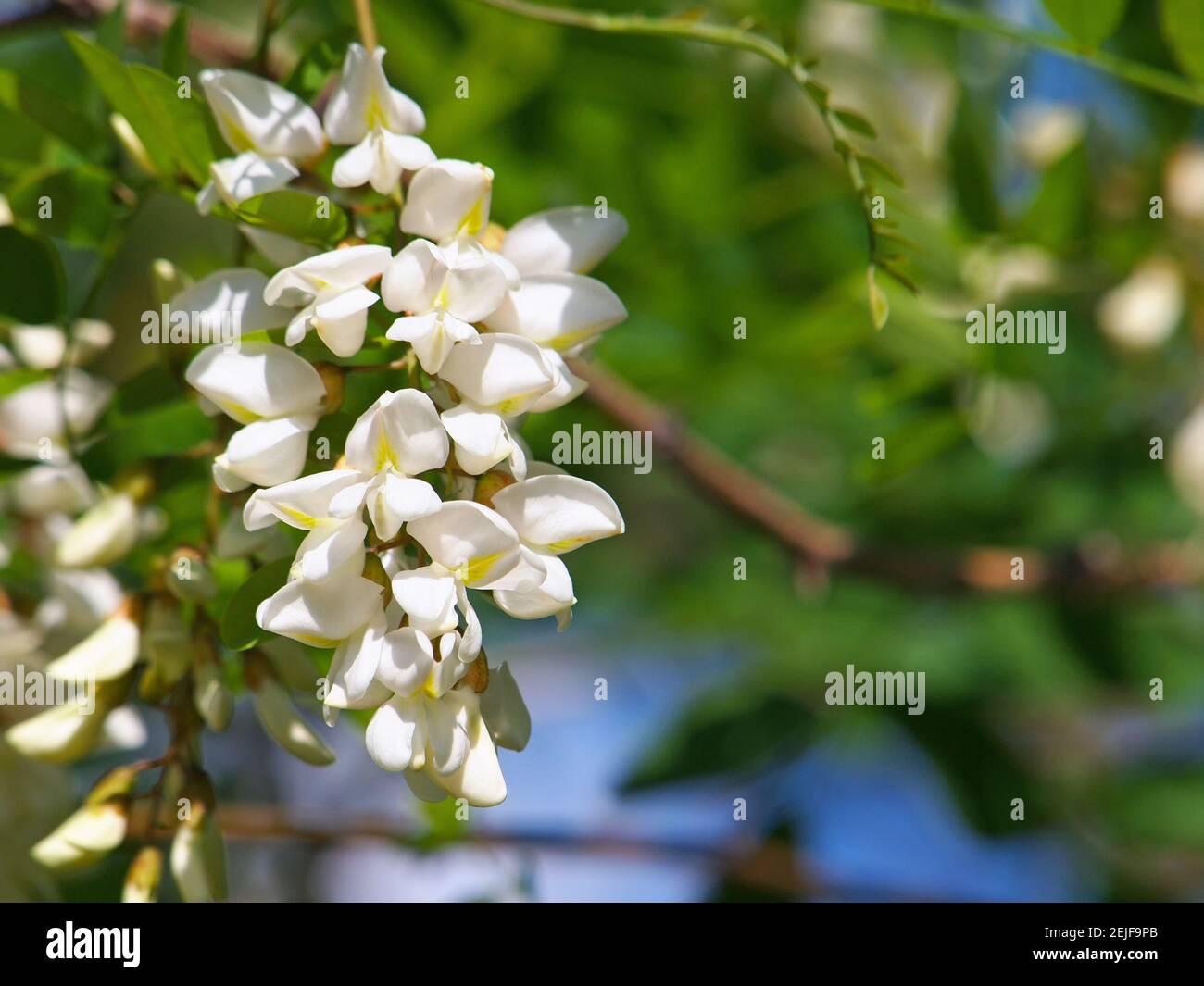 Locust tree blossom, Robinia pseudoacacia Stock Photo - Alamy