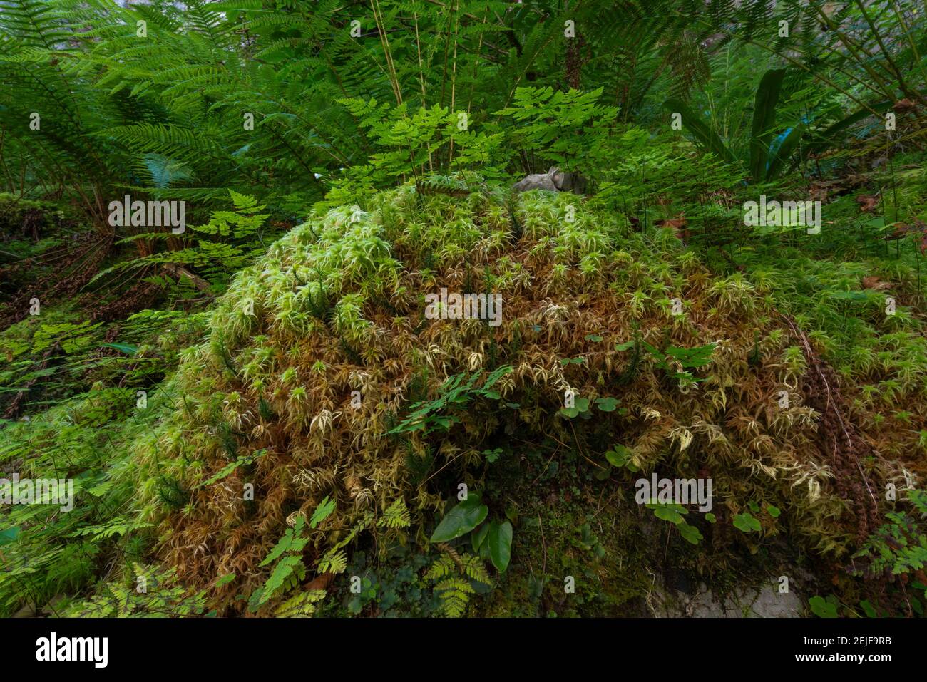 Ferns (Pteridophyta) in the Rak Skocjan valley, Inner Carniola ...