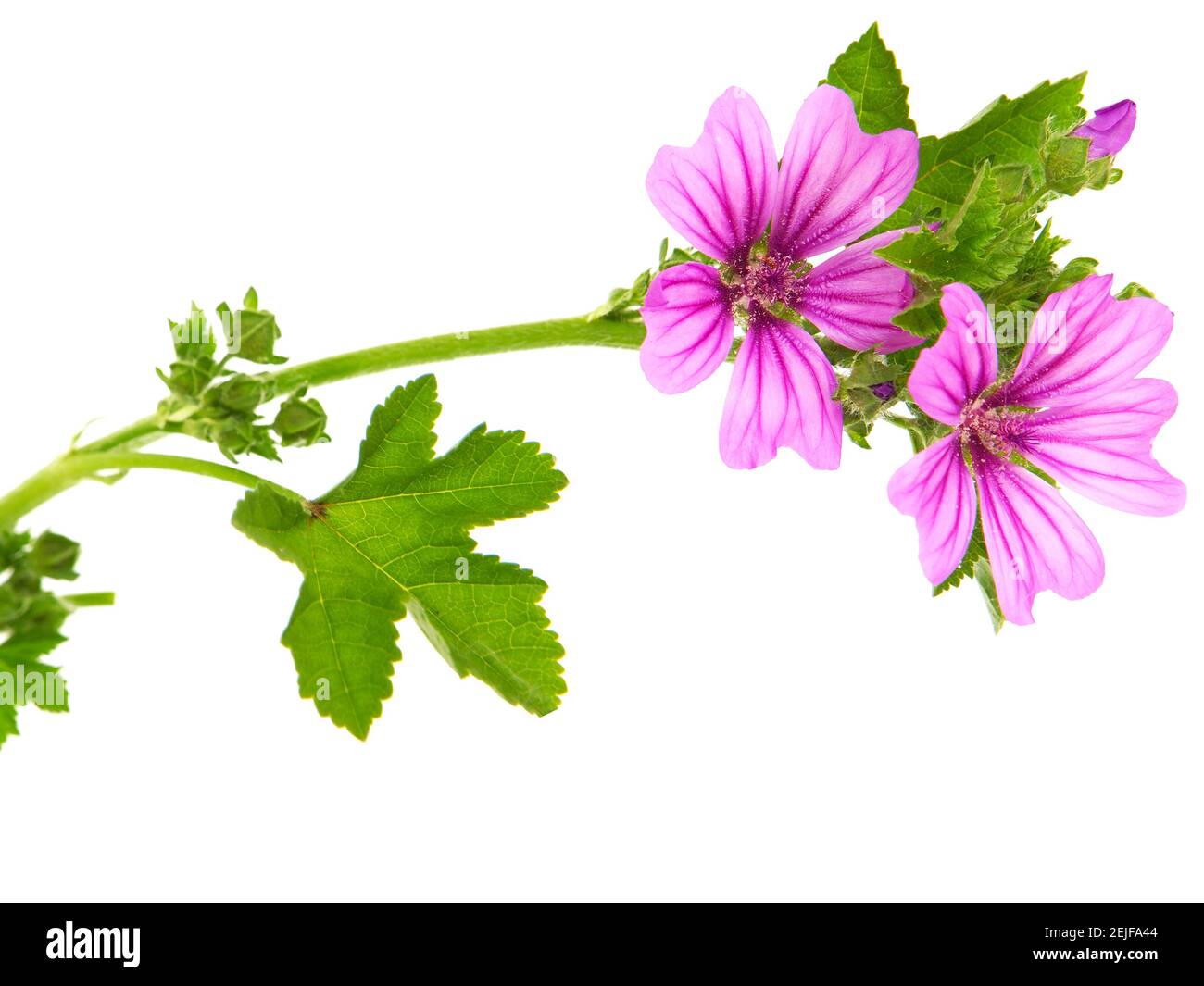 Pink flower of Mallow and green leaves isolated on white background ...