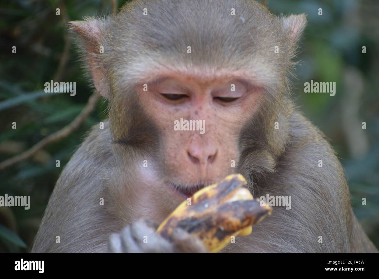asian macaque monkey in indian rain forest wildlife photography Stock ...