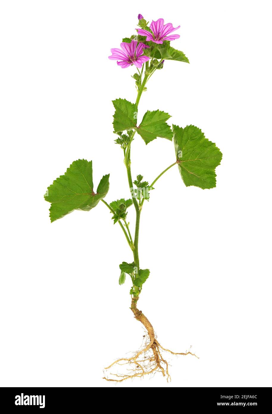 Malva sylvestris root Cut Out Stock Images & Pictures - Alamy