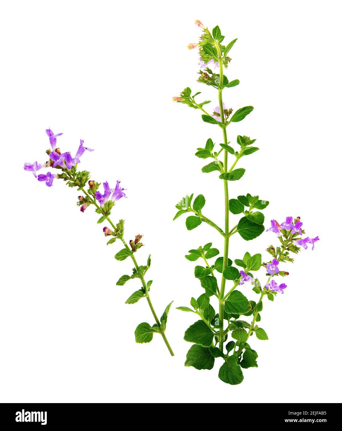 Blooming mint stalk isolated on white background Stock Photo - Alamy