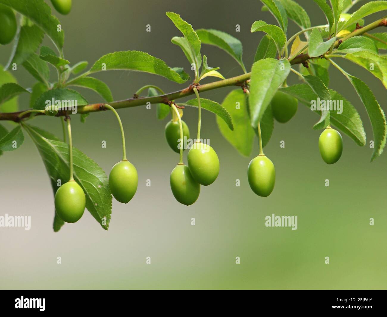 Unripe fruits on plum hi-res stock photography and images - Alamy