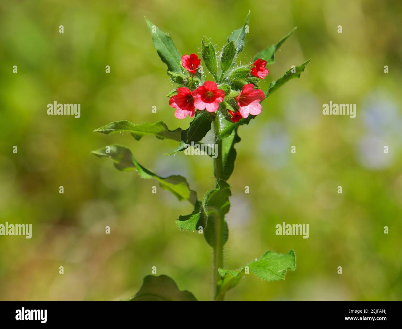 Pulmonaria rubra hi-res stock photography and images - Alamy