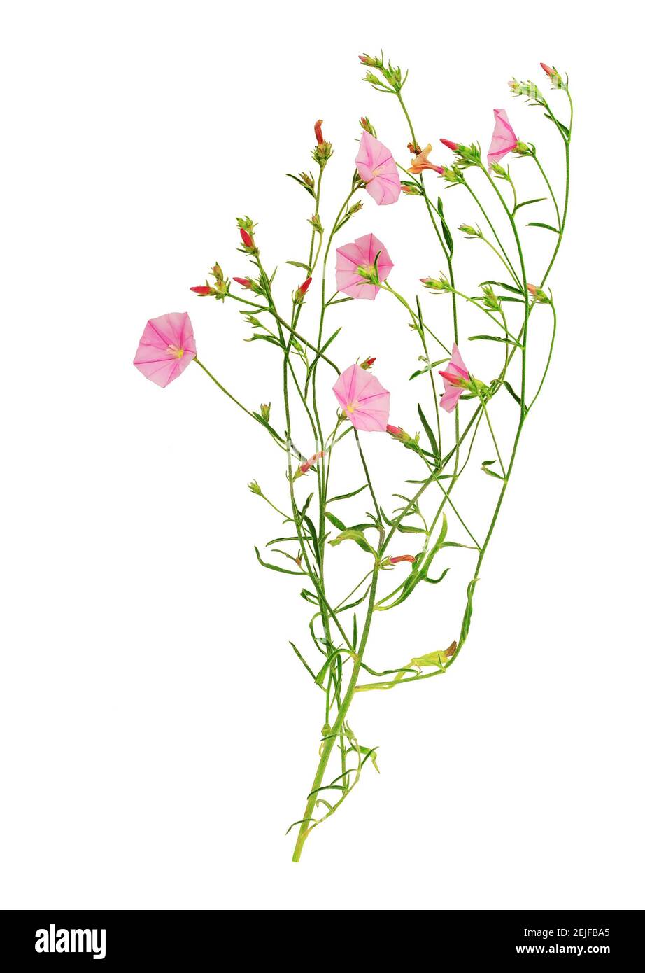 Elegant bouquet flowers on Cut Out Stock Images & Pictures - Alamy