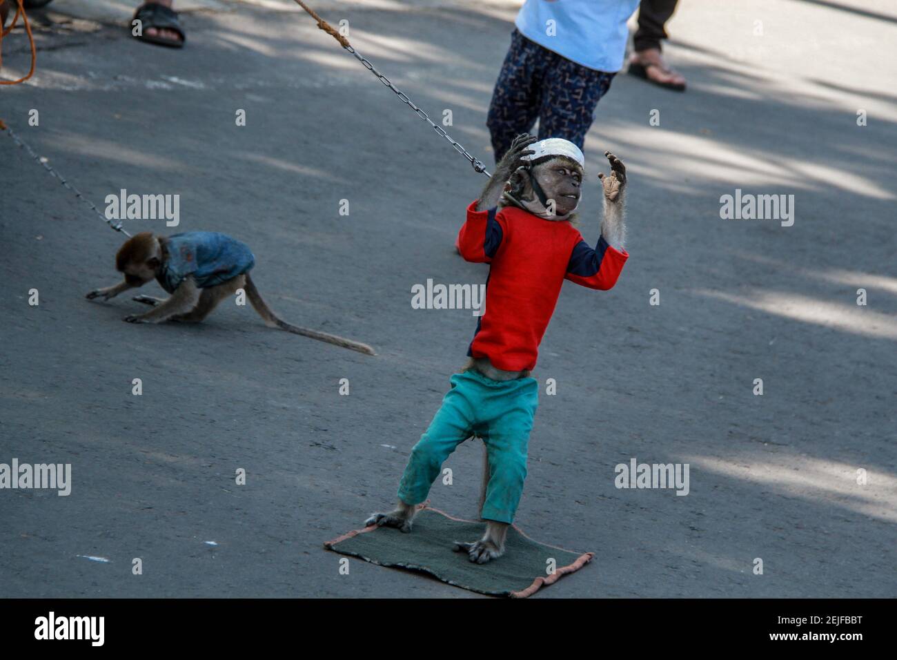 A topeng Monyet in action during the show in Malang. Topeng monyet or ...