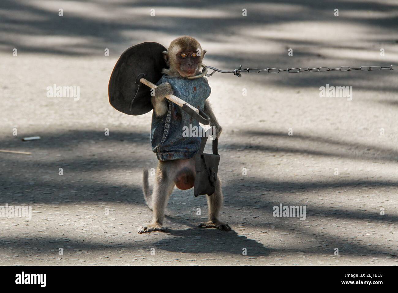 A topeng Monyet in action during the show in Malang. Topeng monyet or ...