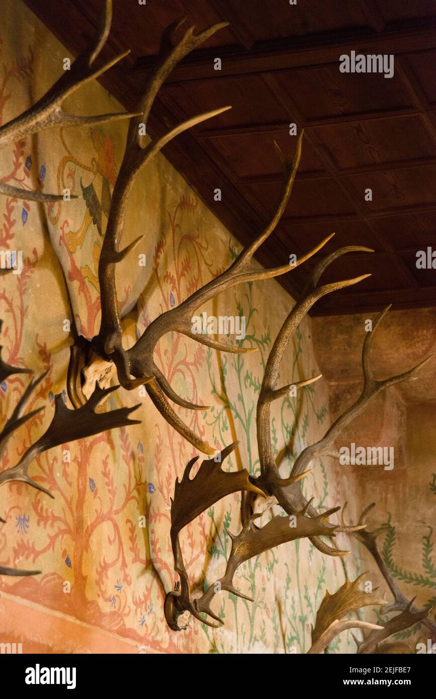 Trophy room hi-res stock photography and images - Alamy