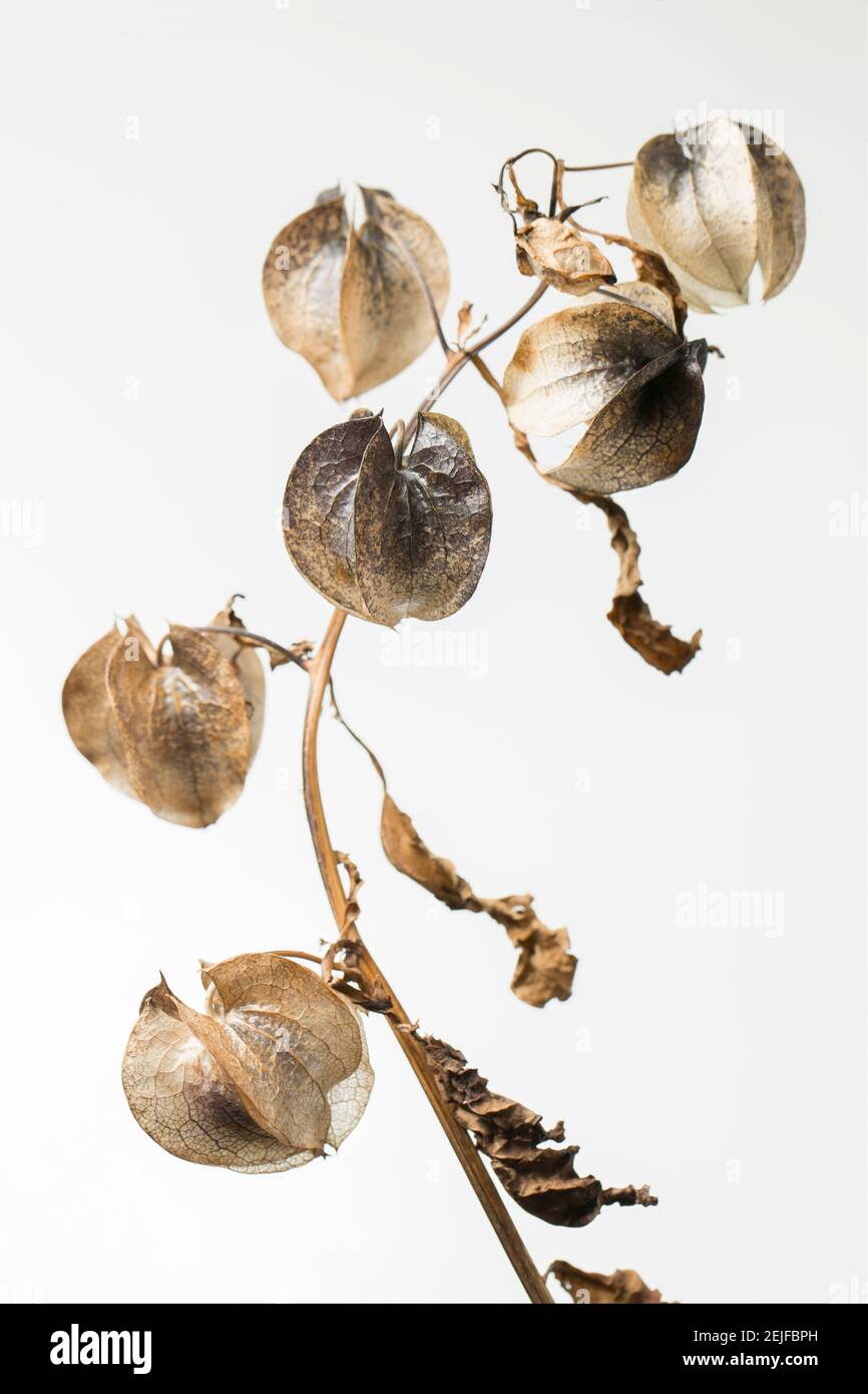 The lantern-like structures of the Shoo Fly plant, Nicandra physalodes ...