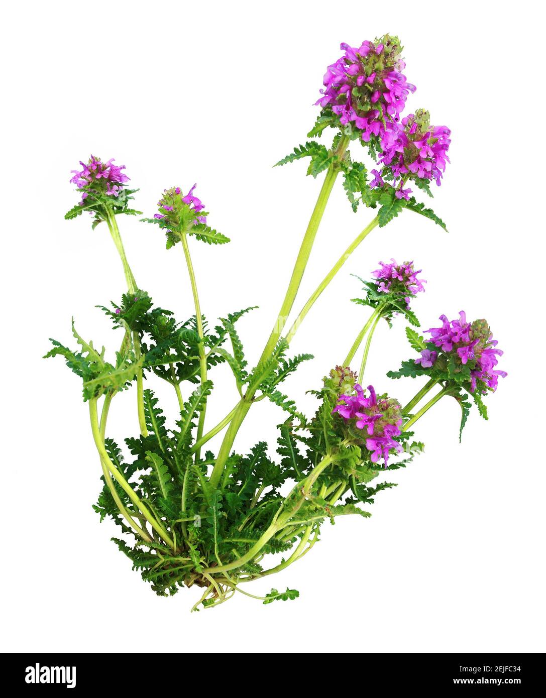 Pedicle in bloom. White background Stock Photo - Alamy