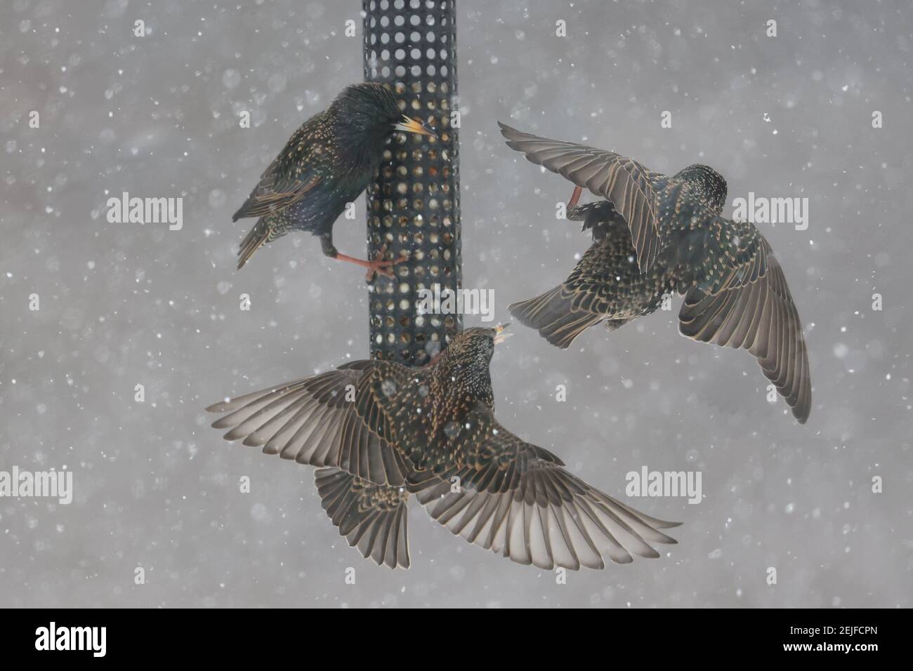 European Starlings fighting on bird feeder in snowstorm Stock Photo - Alamy