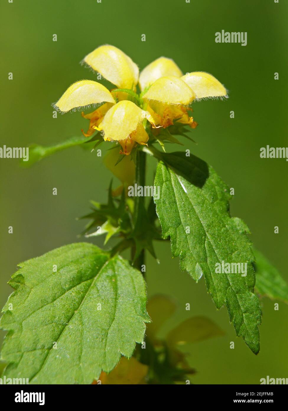 Yellow archangel blooming plant, Lamium galeobdolon Stock Photo - Alamy