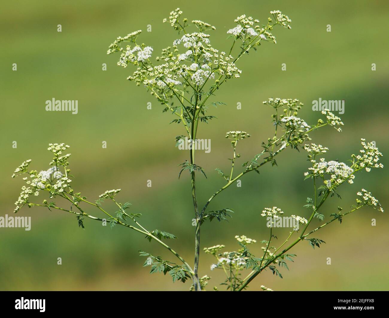 Hemlock or poison hemlock plant, Conium maculatum Stock Photo - Alamy