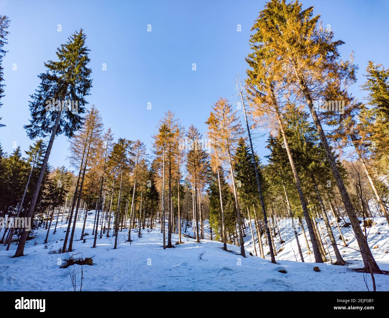 Landscape of a pine forest in winter Stock Photo - Alamy