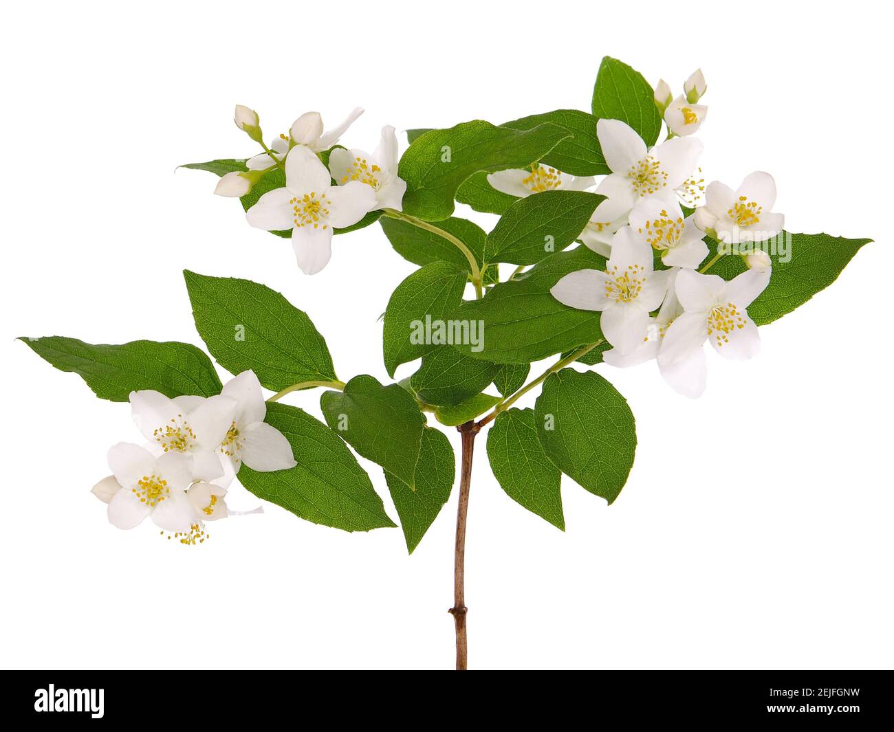 Branch of jasmine flowers isolated on white Stock Photo - Alamy