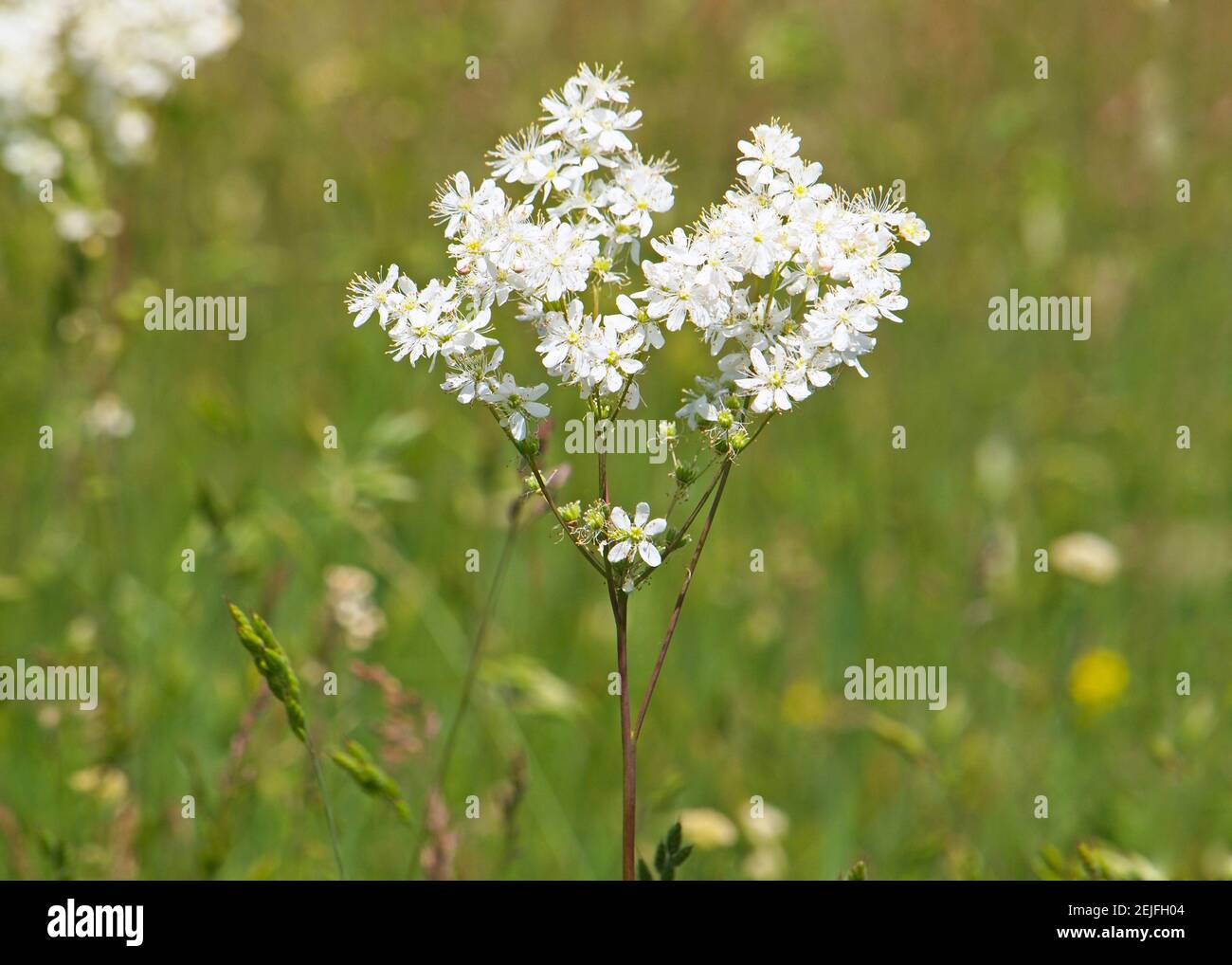 White flowers of Dropwort or Fern-leaf dropwort, Filipendula vulgaris ...