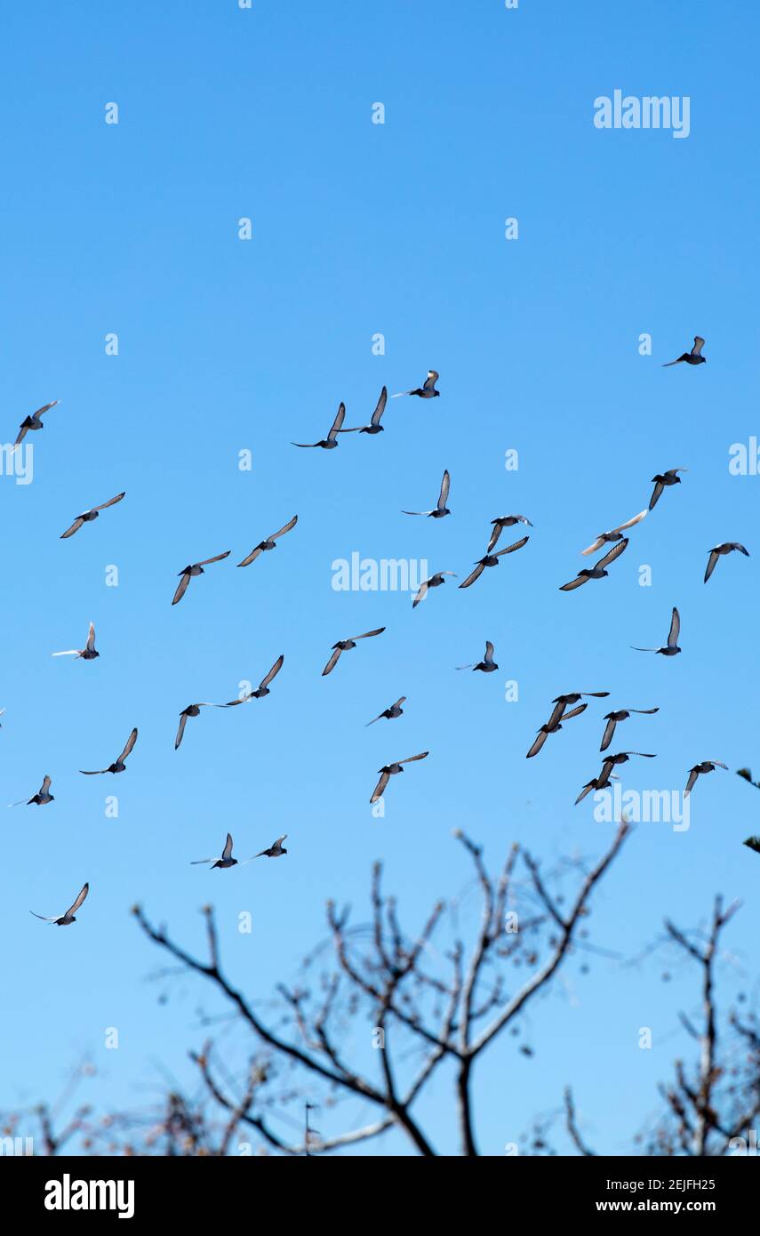Group animals in formation hi-res stock photography and images - Alamy