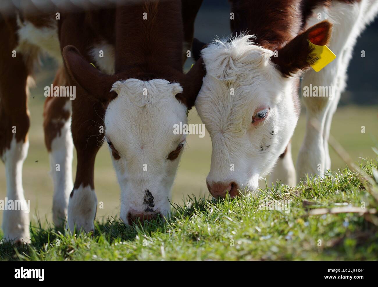 portrait of two calves in pasture grazing side by side Stock Photo - Alamy
