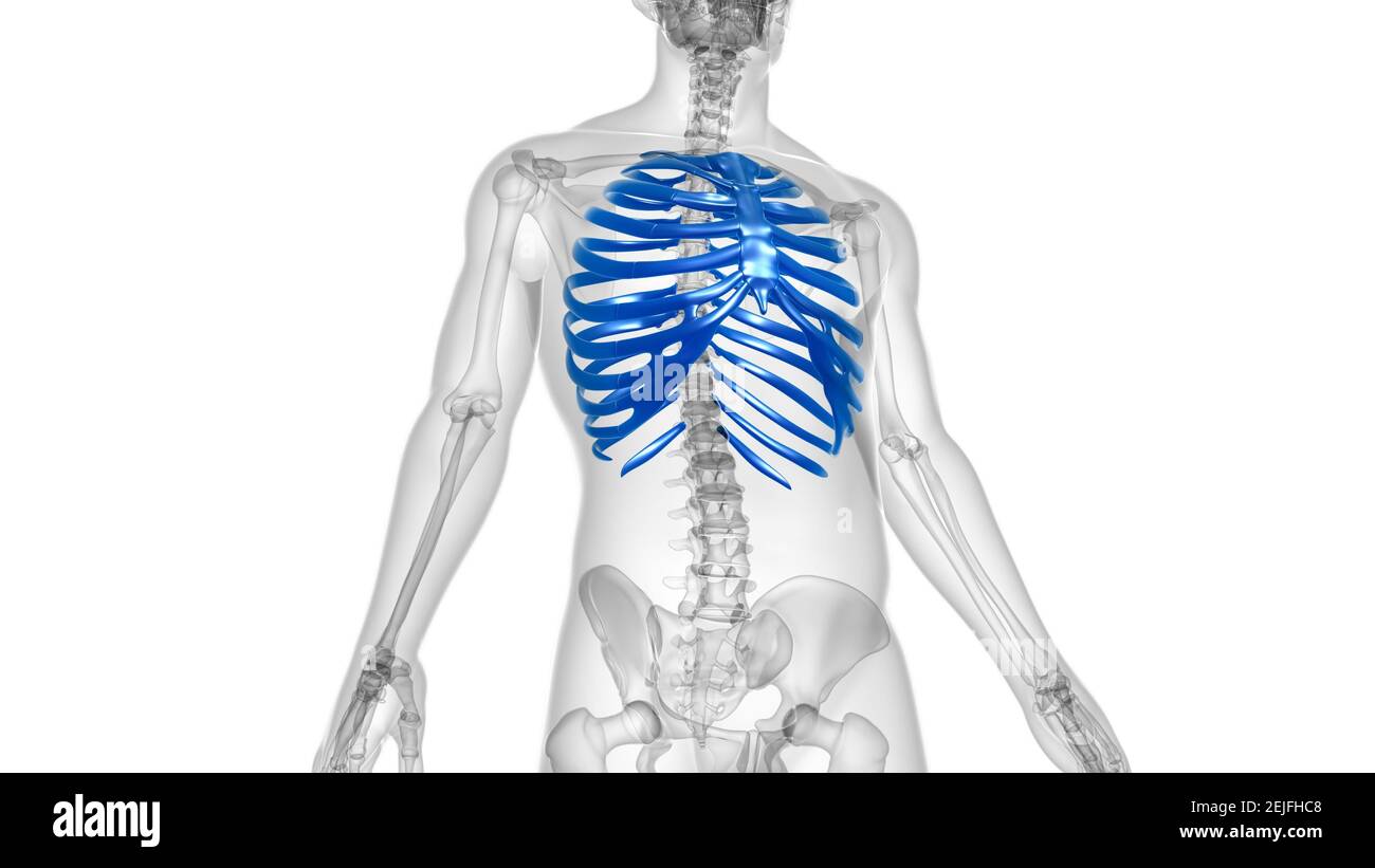 Human skeleton anatomy Rib Cage 3D Rendering For Medical Concept Stock ...