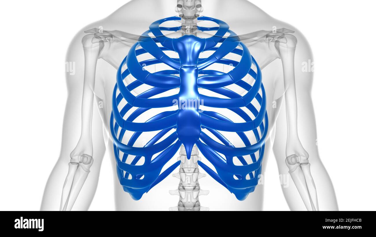 Human skeleton anatomy Rib Cage 3D Rendering For Medical Concept Stock ...