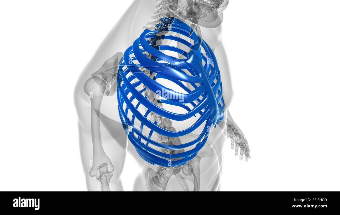 Human skeleton anatomy Rib Cage 3D Rendering For Medical Concept Stock ...