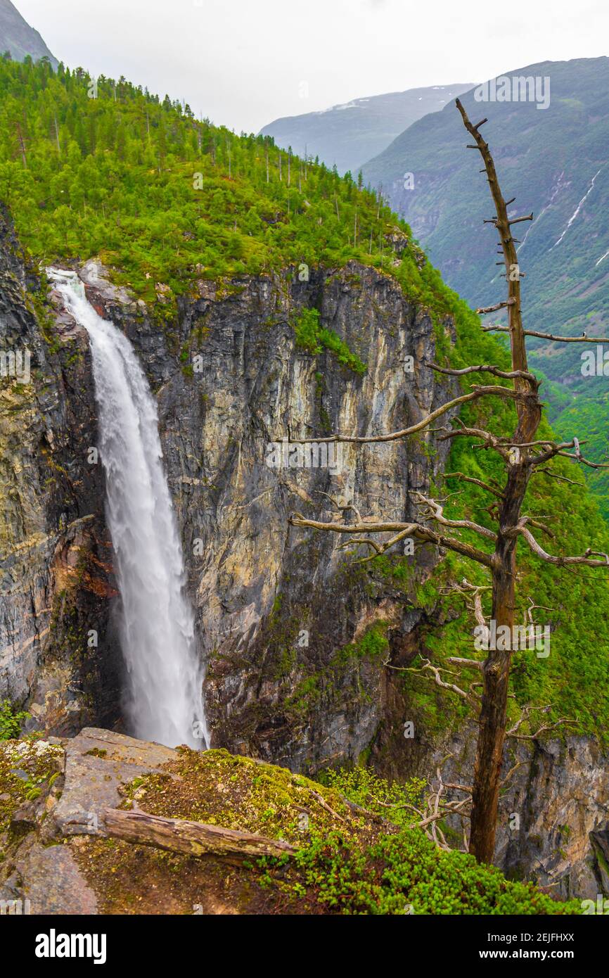 Highest freefall waterfall Vettisfossen behind trees in Utladalen ...