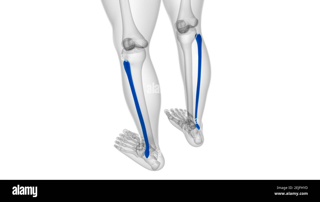 Human skeleton anatomy Fibula Bone 3D Rendering For Medical Concept ...
