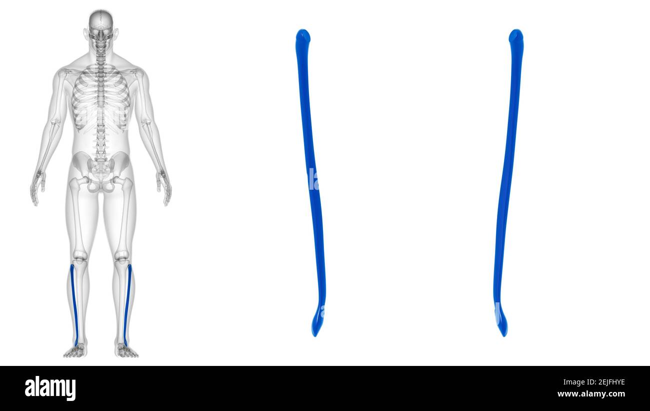 Human skeleton anatomy Fibula Bone 3D Rendering For Medical Concept ...