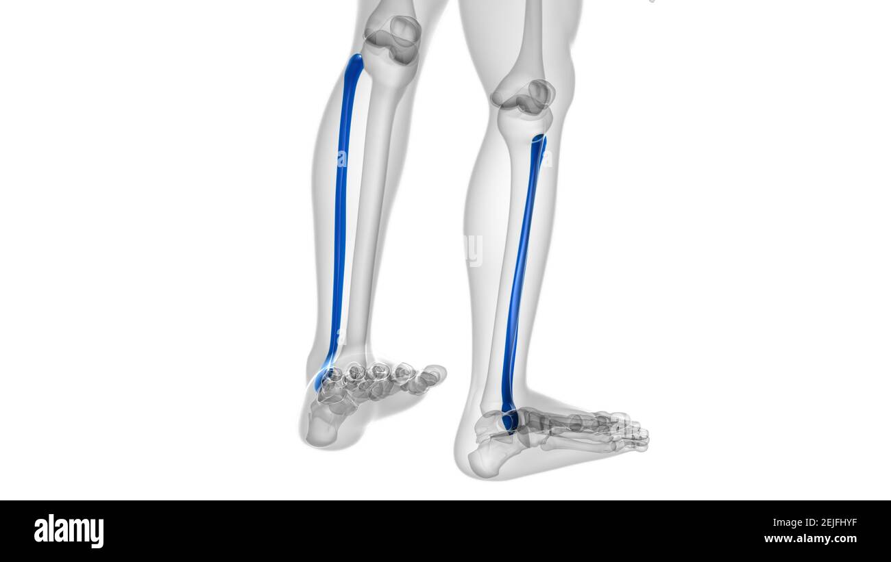 Human skeleton anatomy Fibula Bone 3D Rendering For Medical Concept ...