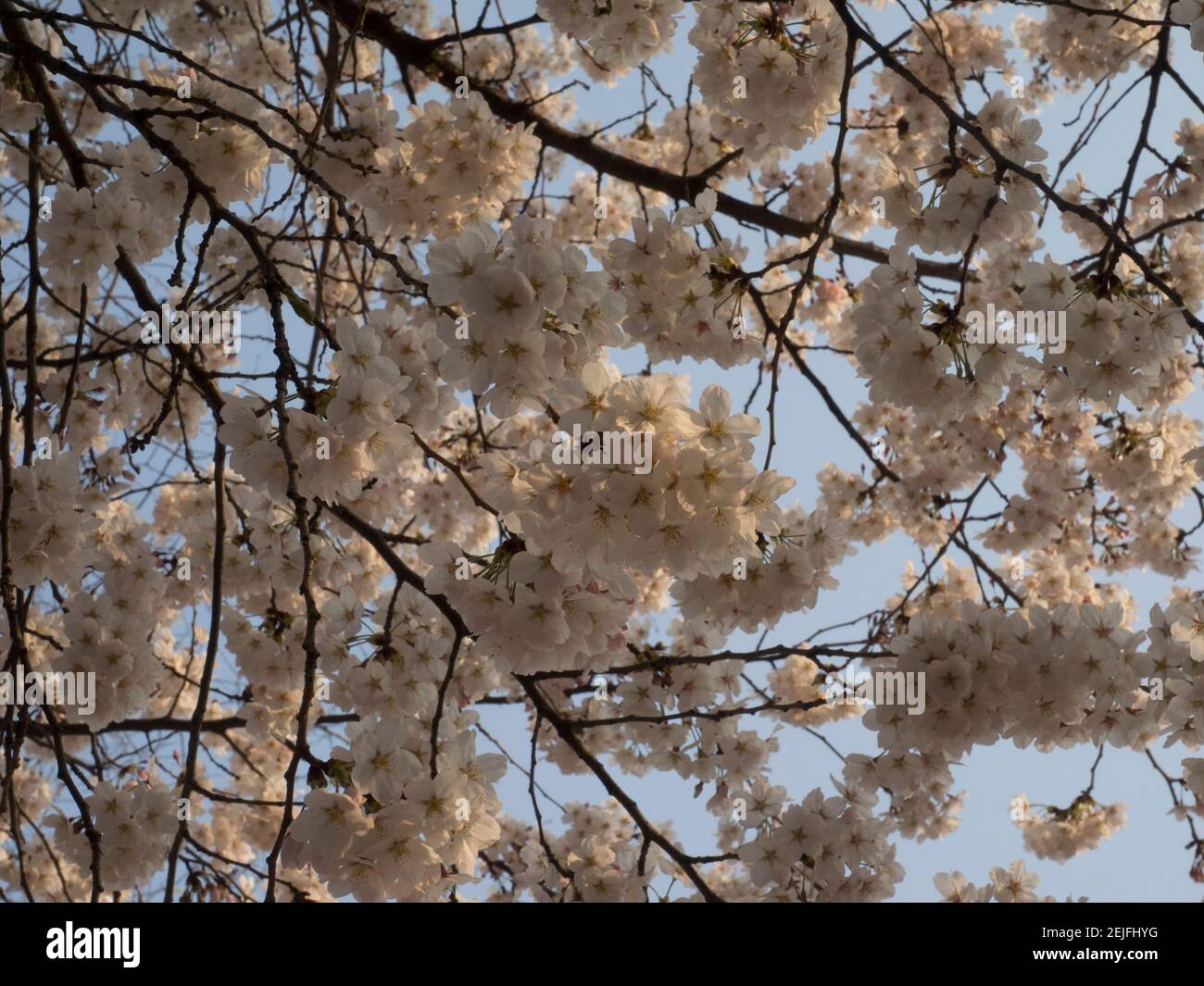 Korea cherry blossom hi-res stock photography and images - Alamy