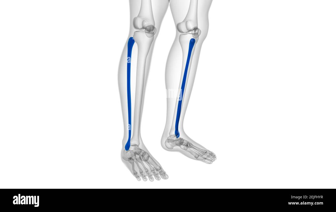 Human skeleton anatomy Fibula Bone 3D Rendering For Medical Concept ...