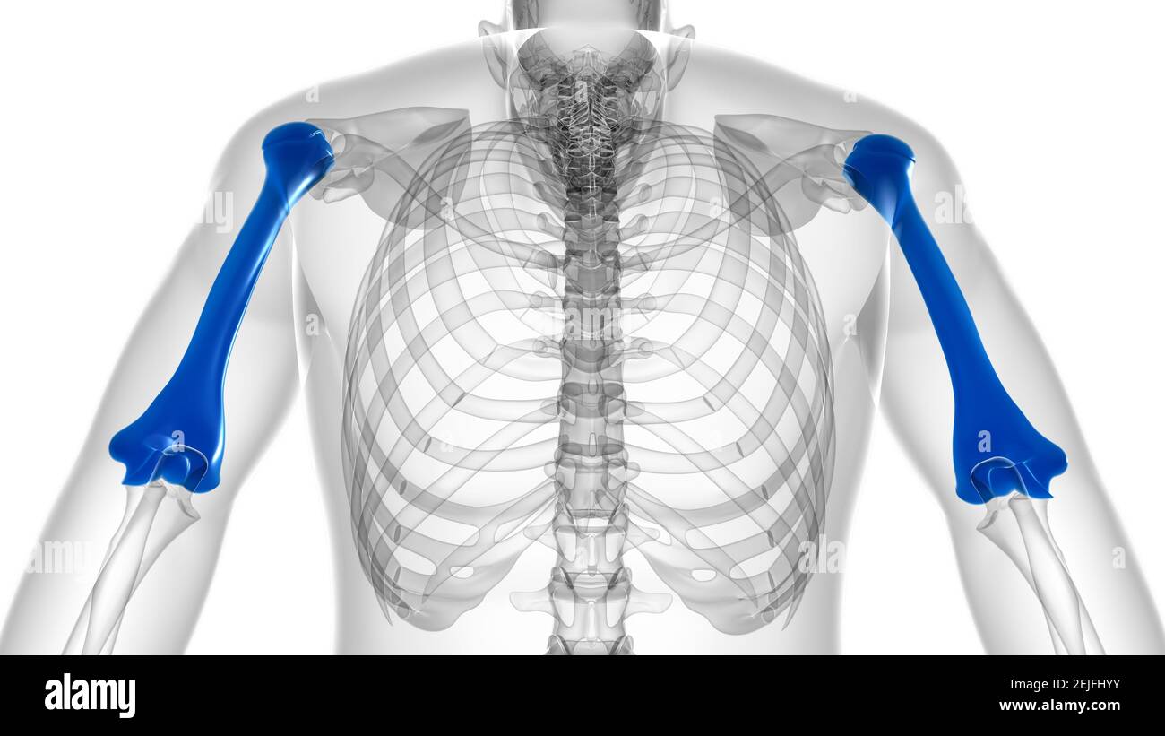 Human skeleton anatomy Humerus Bone 3D Rendering For Medical Concept ...