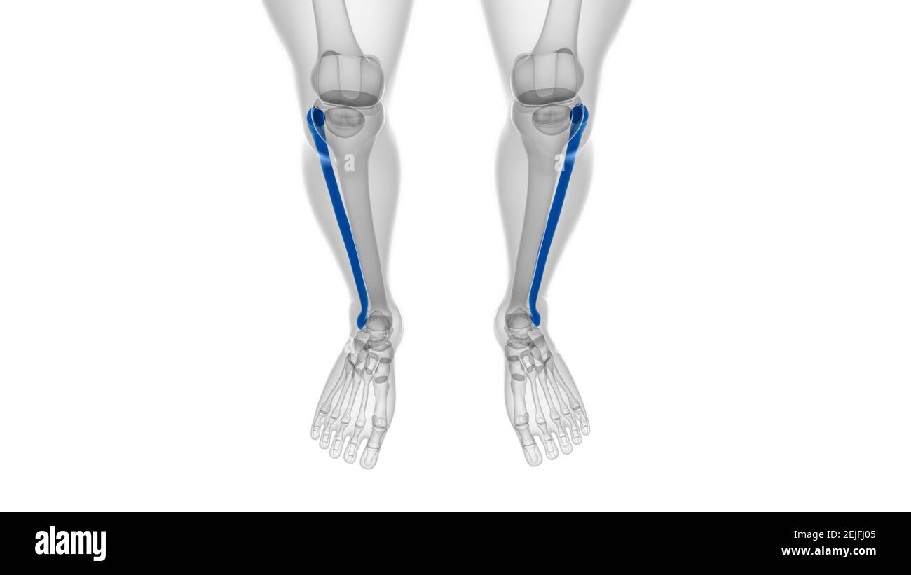 Human skeleton anatomy Fibula Bone 3D Rendering For Medical Concept ...