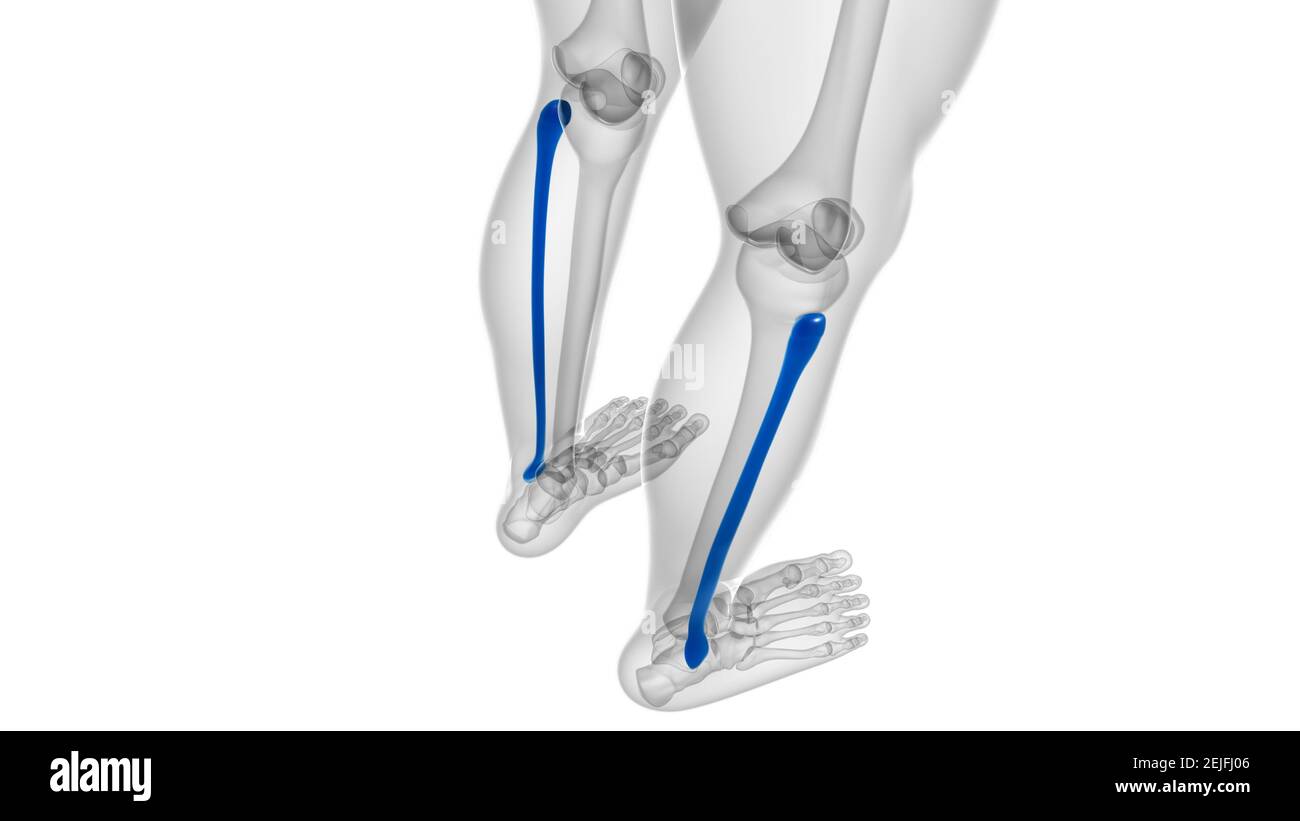Human skeleton anatomy Fibula Bone 3D Rendering For Medical Concept ...