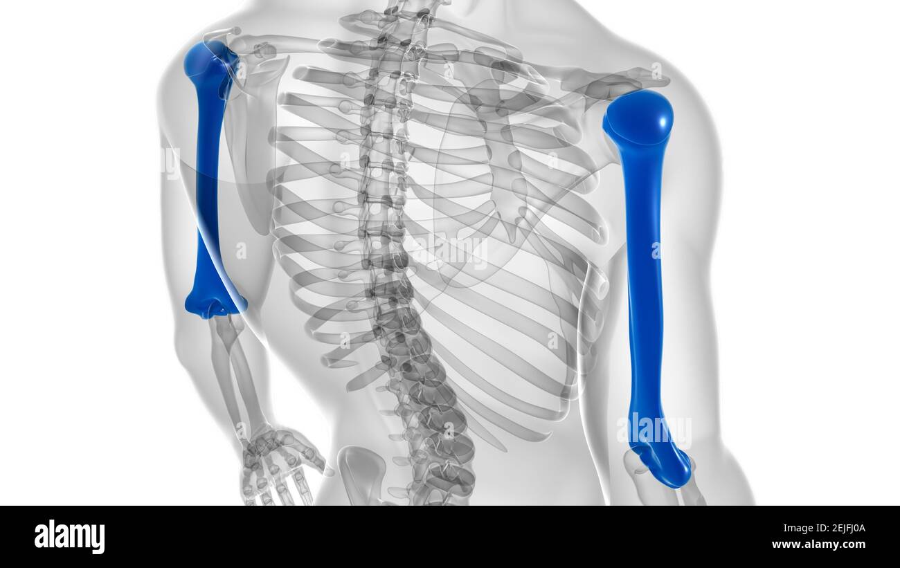 Human skeleton anatomy Humerus Bone 3D Rendering For Medical Concept ...