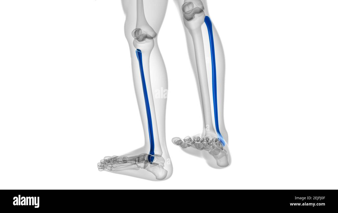 Human skeleton anatomy Fibula Bone 3D Rendering For Medical Concept ...