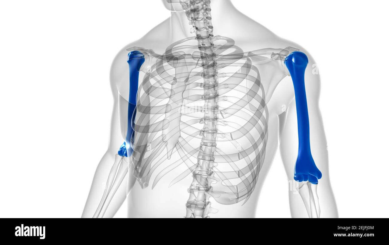 Human skeleton anatomy Humerus Bone 3D Rendering For Medical Concept ...
