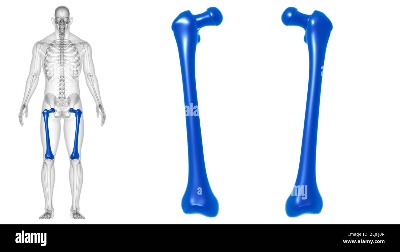 Human skeleton anatomy Femur Bone 3D Rendering For Medical Concept ...