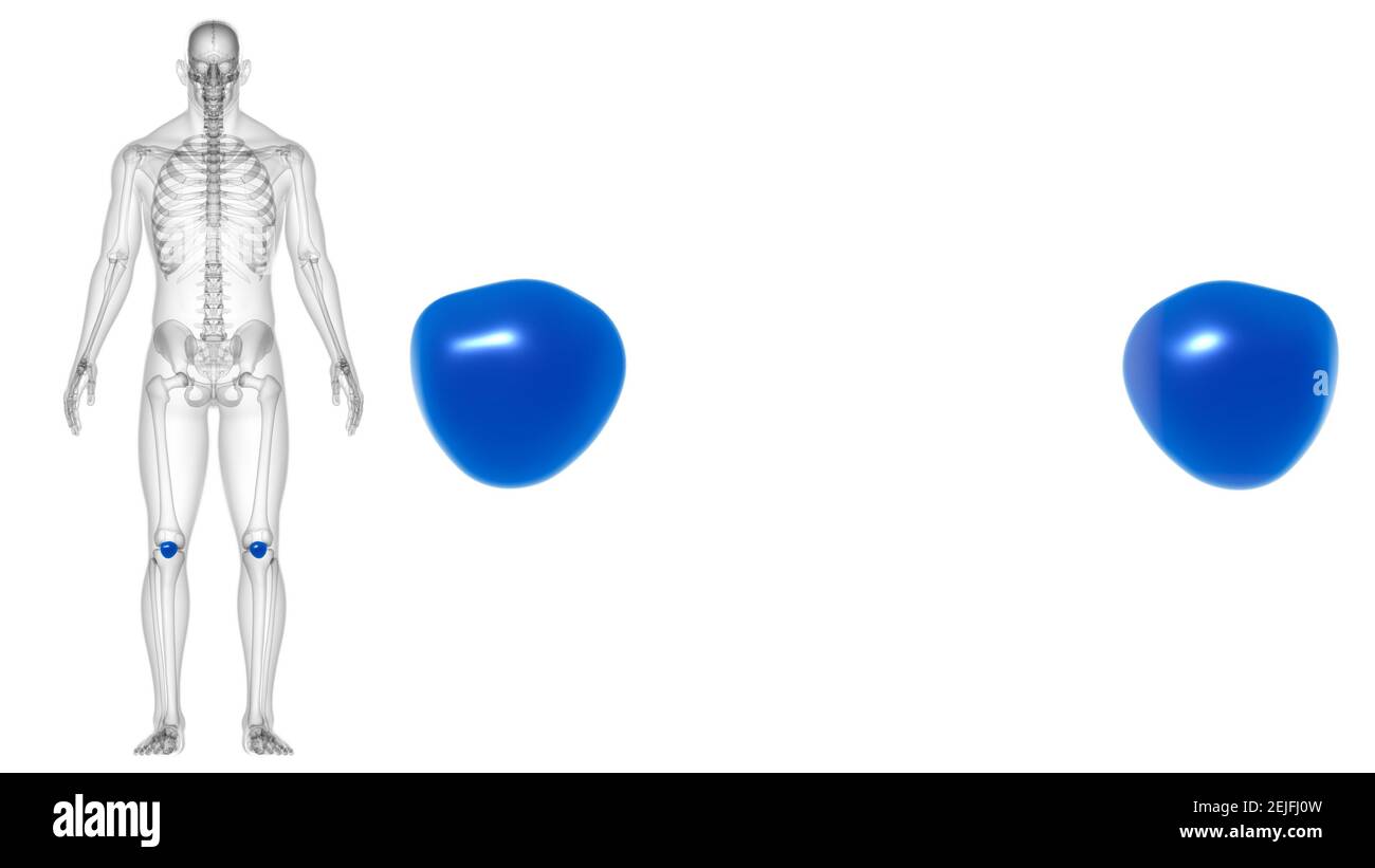 Human skeleton anatomy Patella Bone 3D Rendering For Medical Concept ...