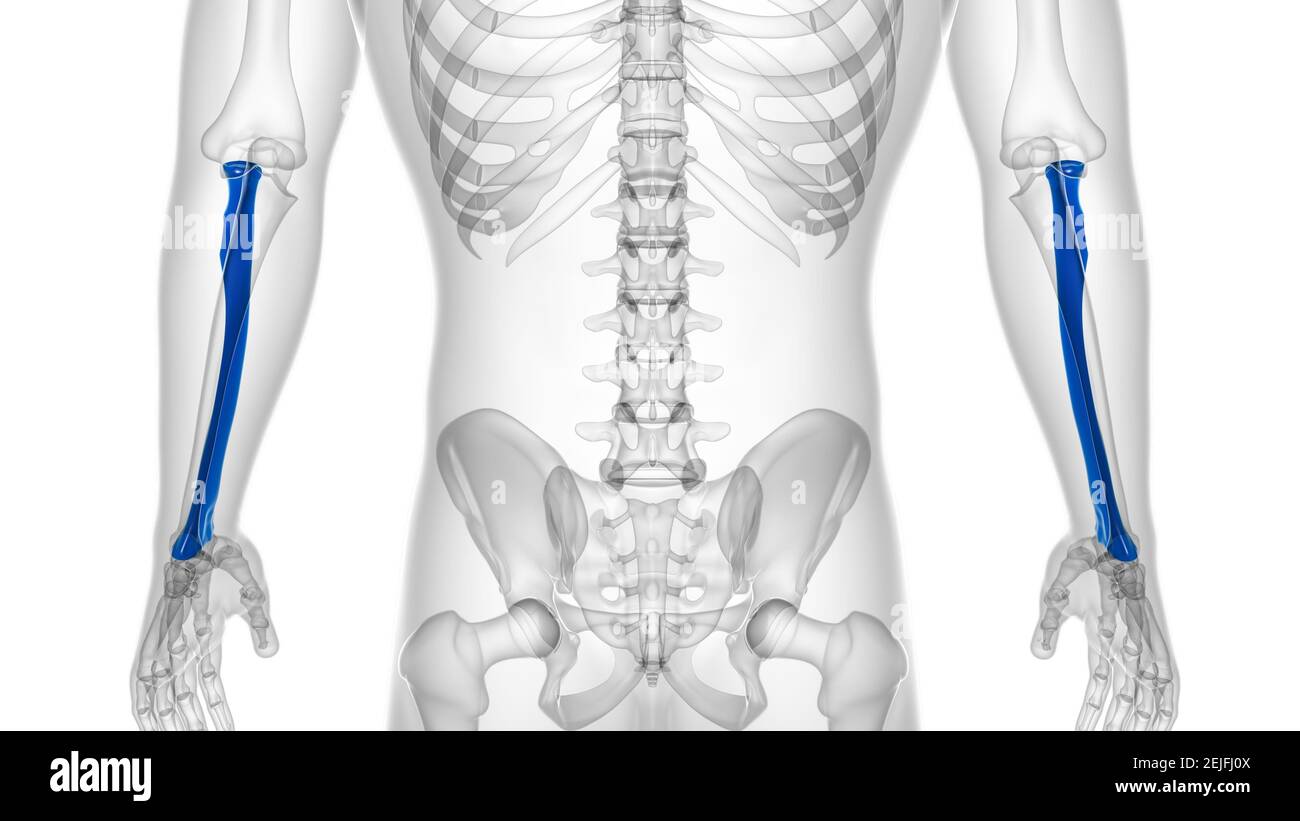 Human skeleton anatomy Radius Bone 3D Rendering For Medical Concept ...